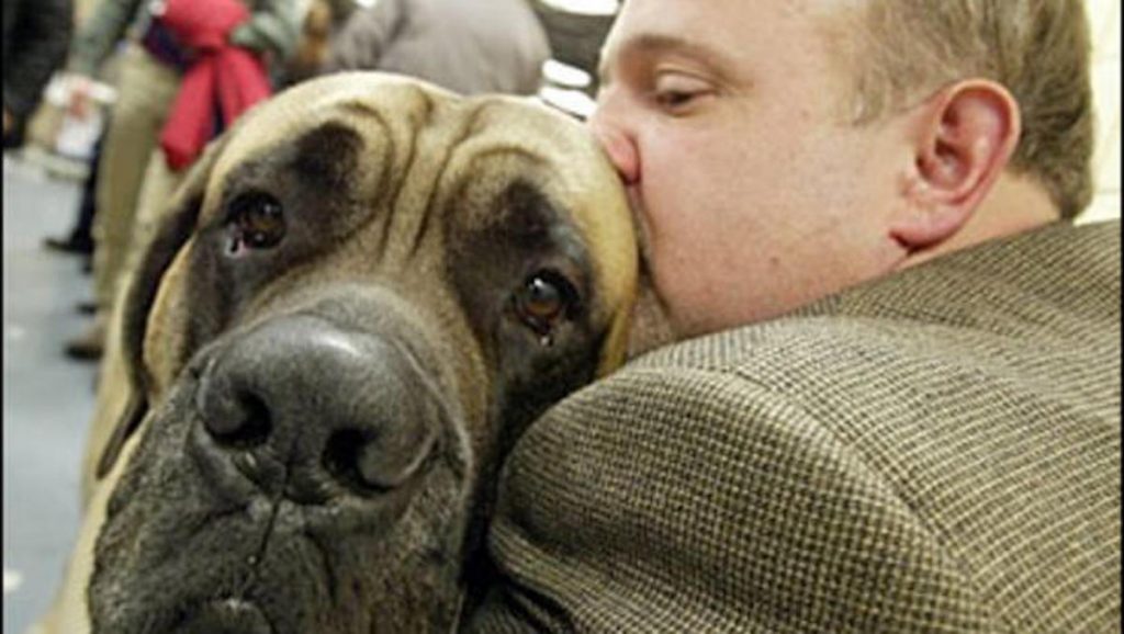 15 Celebrity Mastiff Owners
