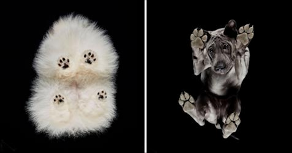 Photographer takes photos of dogs from underneath. The photos are like ...