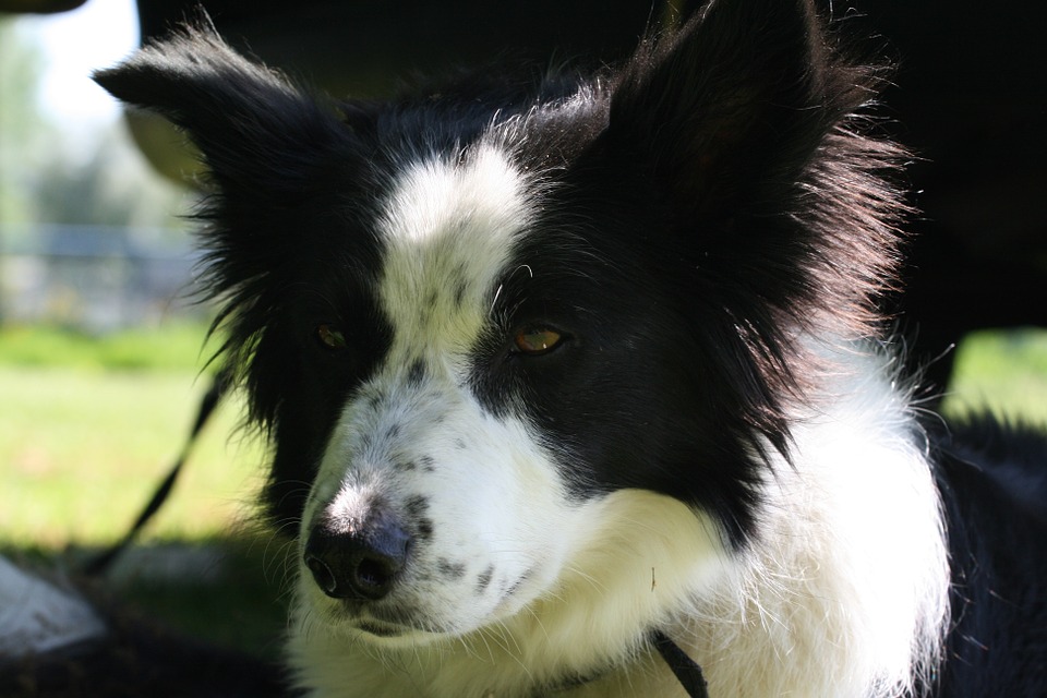 10 Most Hyper Dog Breeds