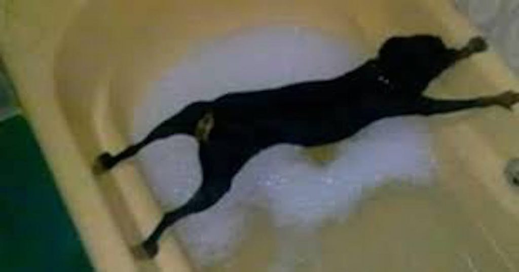 These Dogs Will Do Anything To Avoid A Bath, And I Mean Anything. I Can ...