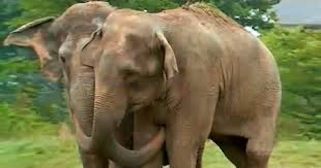 Two Elephants Reunited After More Than 20 Years. Their Reunion Is So ...