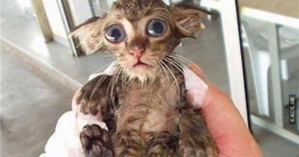 These 19 Wet Animals Prove That Pets And Water Are A Hilarious Combination
