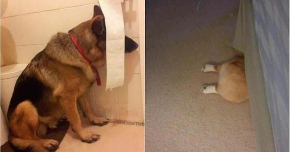 20 dogs who think they’ve found the perfect hiding place