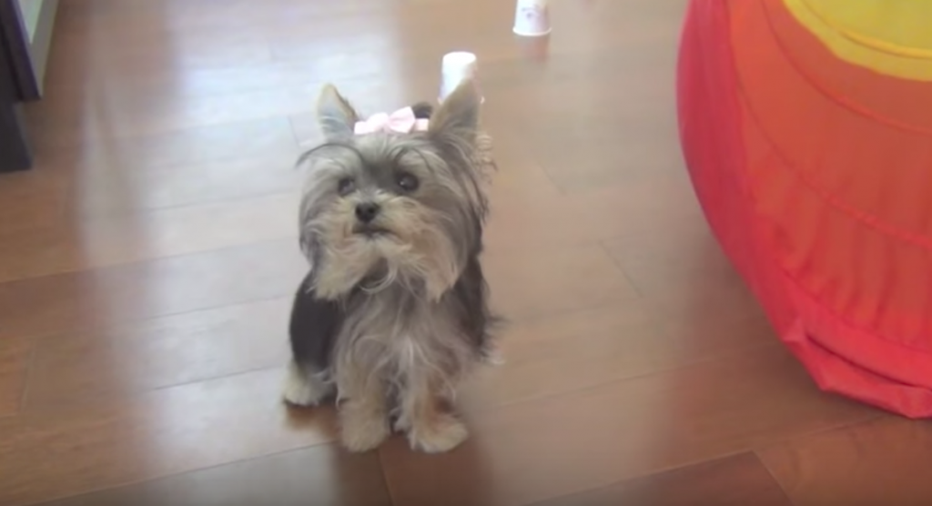 Cute Yorkshire Terrier Does The Most Amazing Tricks