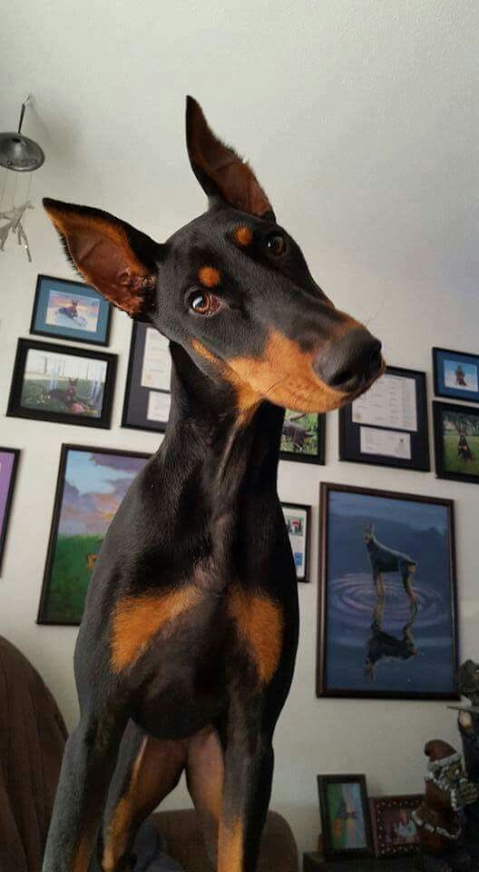 7 Problems Only Doberman Owners Will Understand