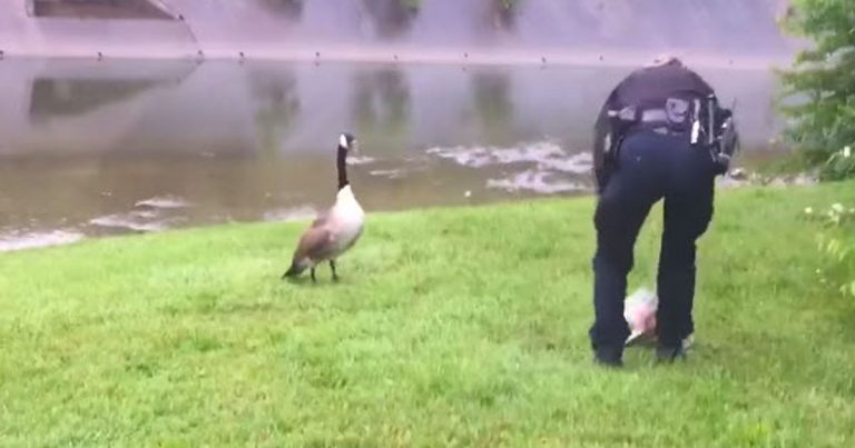 Panicked mama goose grabs cop’s attention, leads her to baby tangled in ...