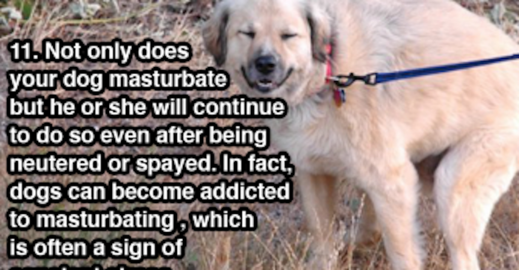 25 Canine Facts That Even The Biggest Dog Lovers Don’t Know