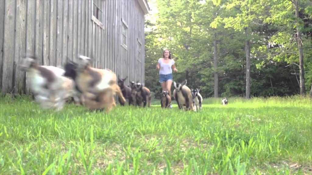 Stampede Of Baby Goats Might Be The Cutest Thing You Will See Today