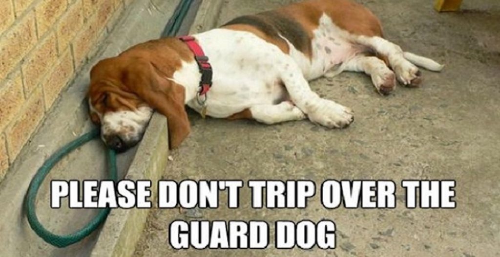 12 Best Basset Hound Memes of All Time