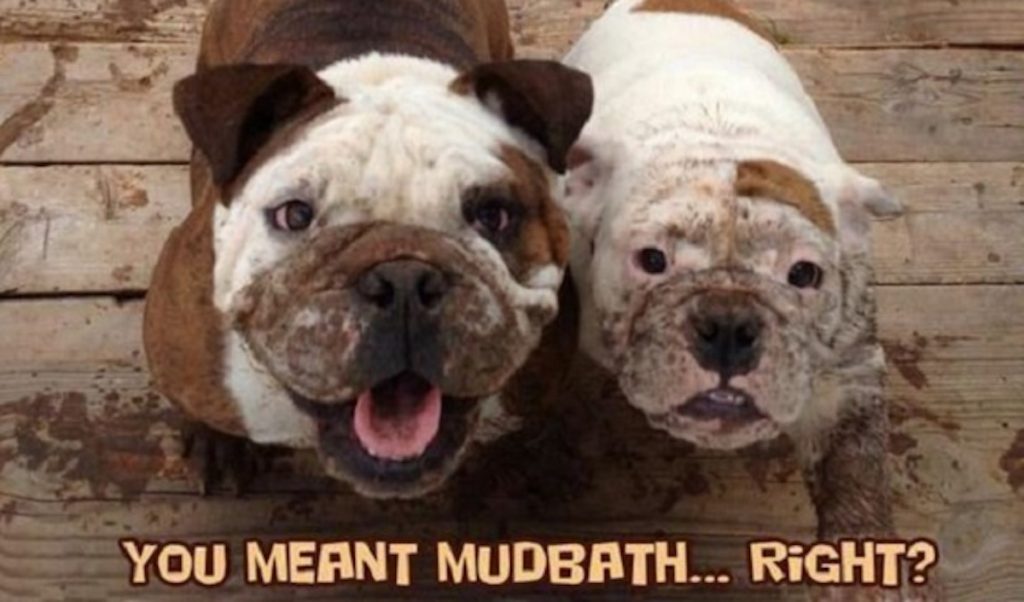 14 Best English Bulldog Memes of All Time