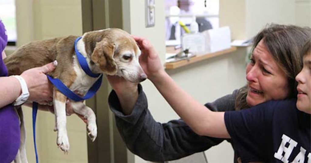 Beagle Reunited With Family After 6 Years Missing