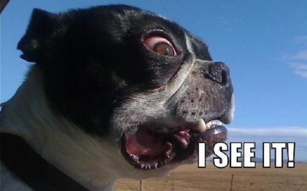 10 Best Boston Terrier Memes of All Time