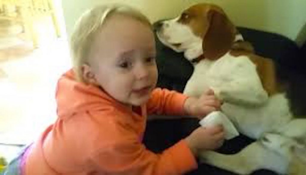 Beagle And Little Girl Share Special Unbreakable Bond