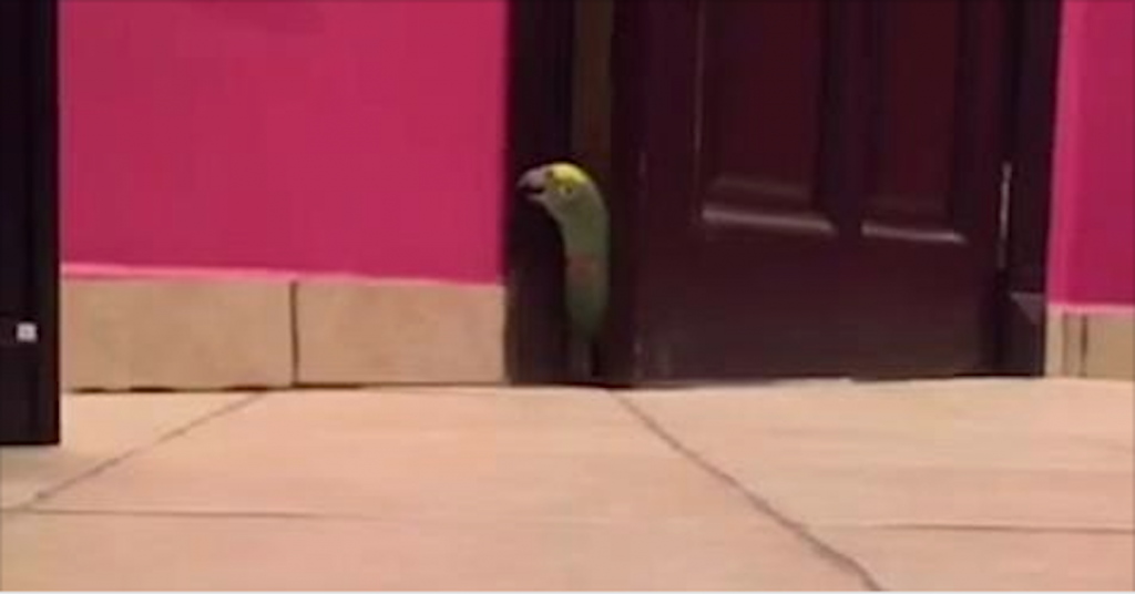 Parrot Lets Out A Hilariously Crazy Laugh After Sneaking Through Door