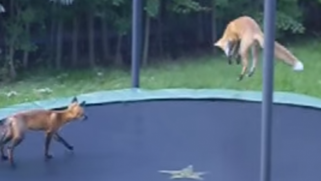 Wild Foxes Discover Trampoline And Have The Time Of Their Lives