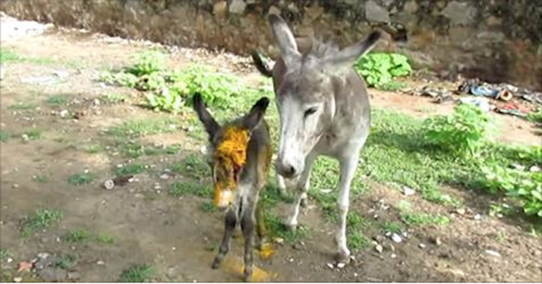 Donkey Cries For People To Help Save Her Wounded Baby – Her Prayers Are ...