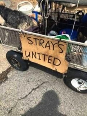 Homeless Man Saves 10 Stray Dogs, Receives Incredible Act Of Kindness