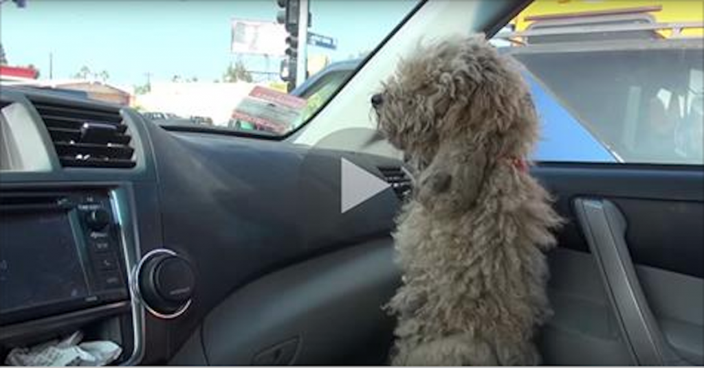 He lets a homeless Poodle into his Car. Now keep your eyes on the Dog’s ...