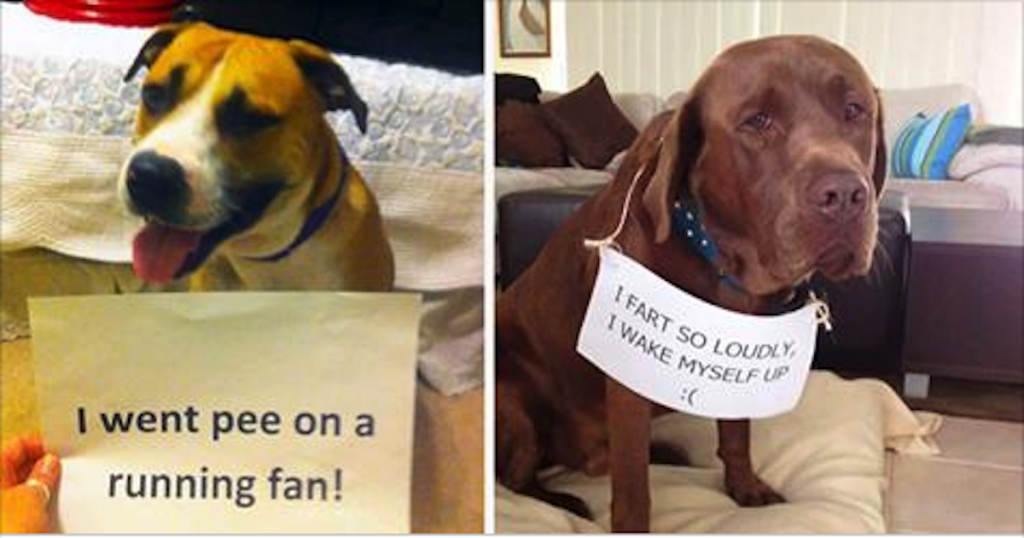 10+ Dogs Who Committed Crimes And Were Shamed For Them In Hysterical ...