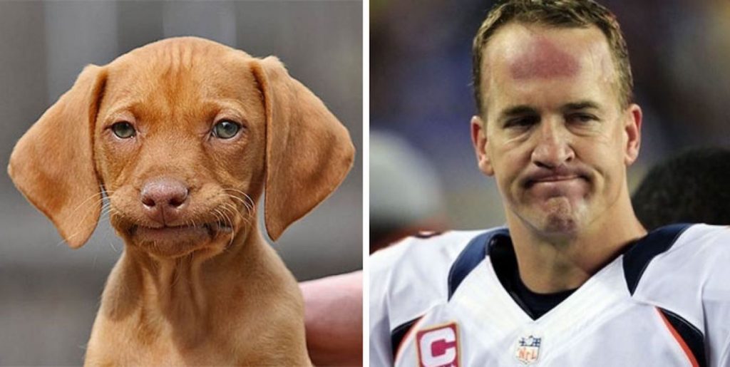 These Dogs Totally Look Like Hollywood Celebrities