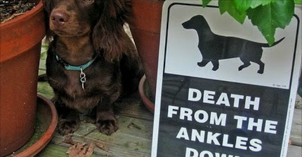 14 Hilariously Clever And Unique ‘Beware Of Dog’ Signs