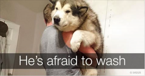 20 Photos Showing That Dogs Are All Still Puppies on the Inside