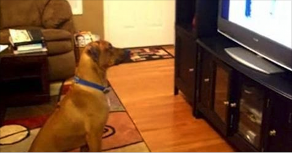 Dad catches the dog responding to commands on the TV, and it’s hilarious
