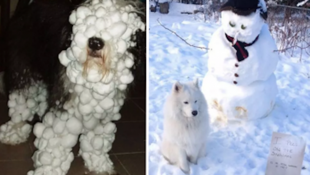 16 Dogs Who Don’t Share The Same Enthusiasm You Have For Snow