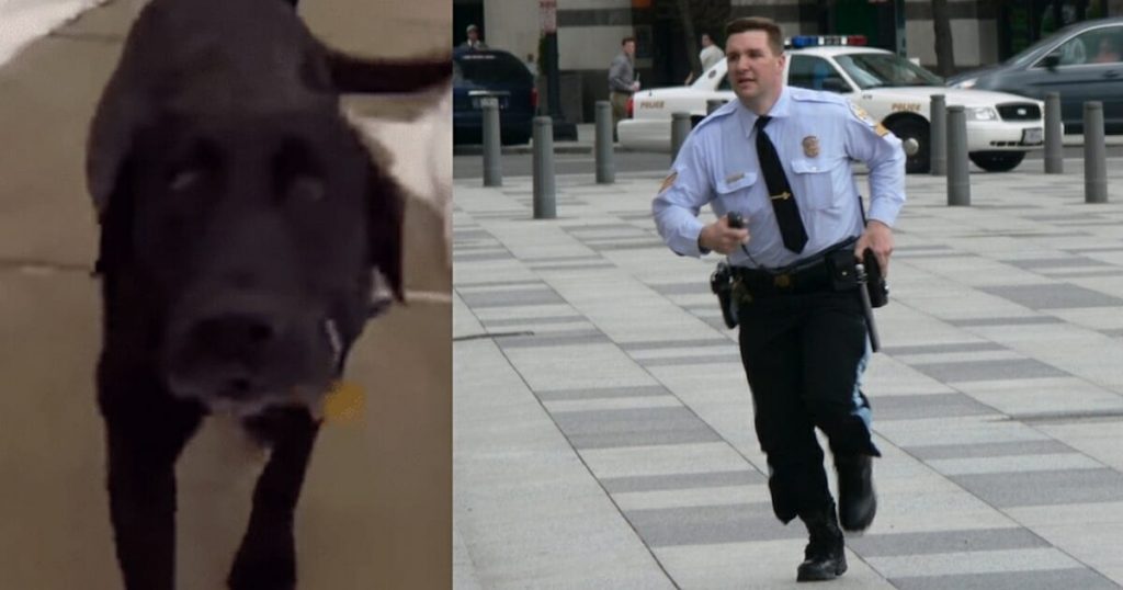 Frantic Labrador Begs Cop To Follow Him…Seconds Later, Both Are Instant ...
