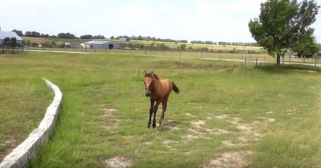 Baby Horse Scared To Jump Wall, How Mama Steps In Is Melting Everyone's ...