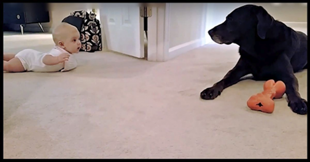 Baby's first crawl with her dog... what a cute ending!