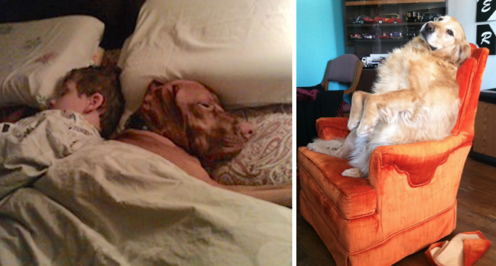 20 Photos That Prove All Is Well With The World When You Have A Pet