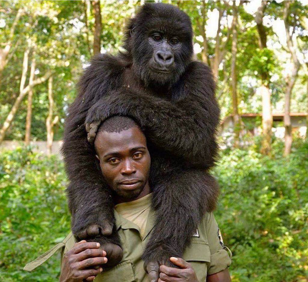 Park Rangers Take Epic Selfies With Gorillas While Protecting Them From ...