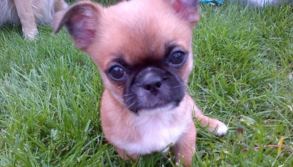 27 Unreal Pekingese Cross Breeds You Have To See To Believe