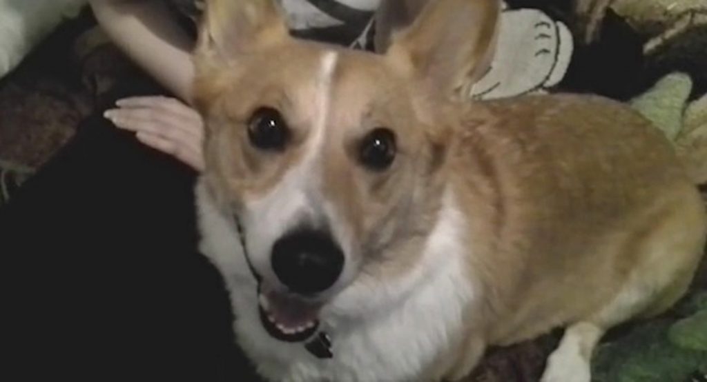 Protective Corgi Hates It When His Human Gets Hit