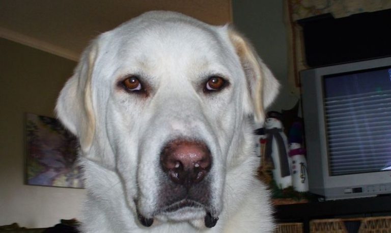 10 Unreal Great Dane Cross Breeds You Have To See To Believe