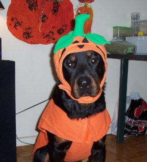 10 Costumes That Prove Rottweilers Always Win At Halloween