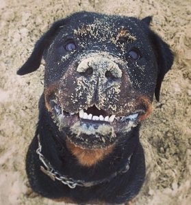 16 Things All Rottweiler Owners Must Never Forget