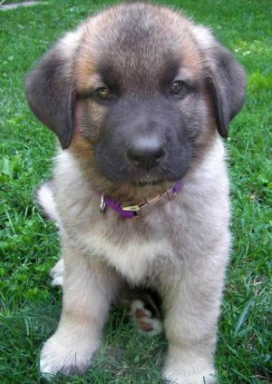 16 Unreal German Shepherd Cross Breeds You Have To See To Believe