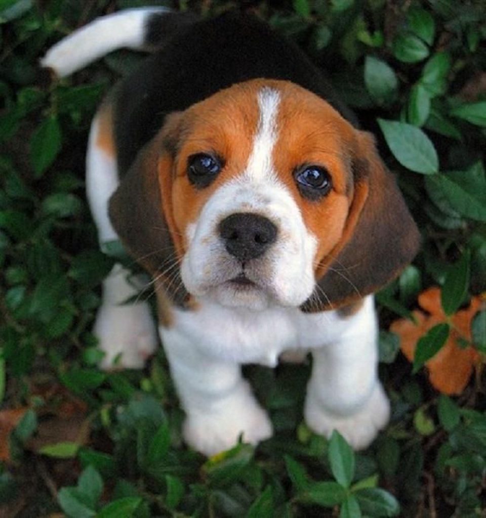 These 10 Beagles Will Make You A Better Person