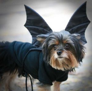 10 Costumes That Prove Yorkshire Terriers Always Win At Halloween