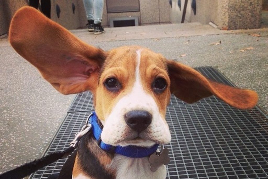 14 Signs You Are A Crazy Beagle Person