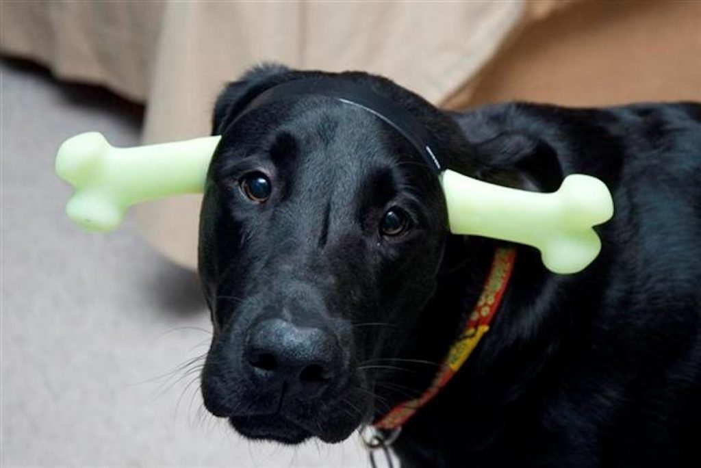 19 Costumes That Prove Labradors Always Win At Halloween