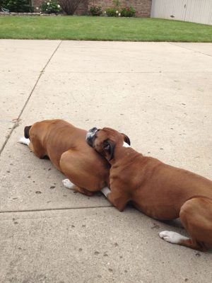 17 Hilarious Photos That Prove Boxer Dogs Can Sleep Absolutely Anywhere