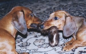 7 Cool Facts About Dachshunds