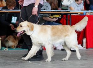 5 Cool Facts About Golden Retrievers