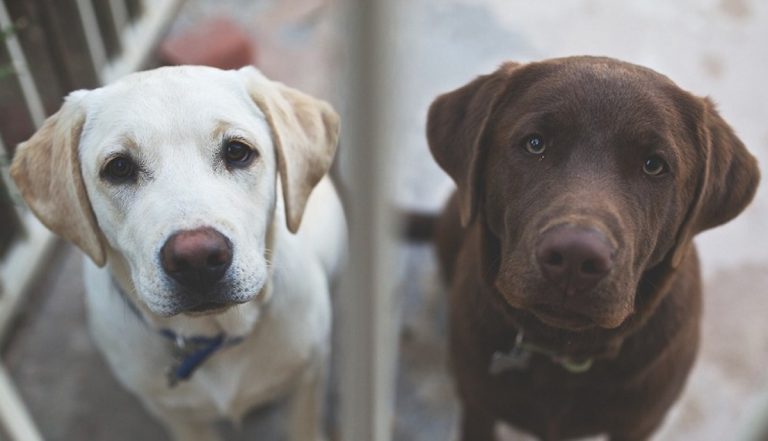 14 Signs You Are A Crazy Labrador Person