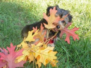 14 Things That Make Yorkies Happy