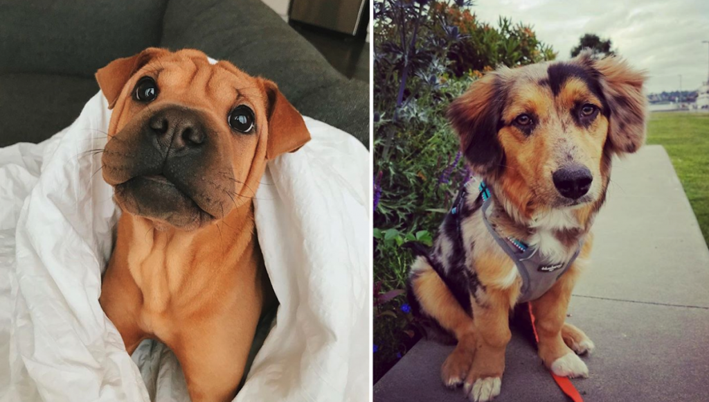17 Of The Cutest Mixed-Breed Pups You’ll Ever See