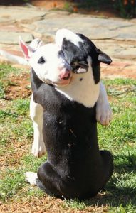 10 Things That Make English Bull Terriers Happy
